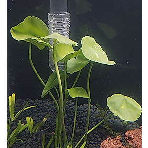 Mainam Whorled Pennywort Bunch Hydrocotyle Verticillata Live Aquarium Plants 3 Days Live Guaranteed for Freshwater Pond Fish Tank
