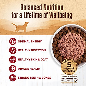 Wellness Natural Pet Food 95% Beef Natural Wet Grain Free Canned Dog Food, 13.2-Ounce Can (Pack of 12)
