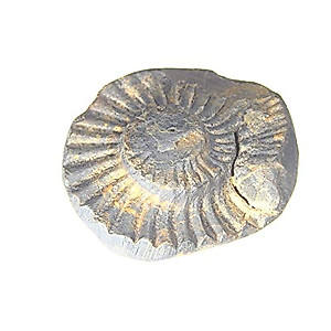 XUETZALCOATL Svastikrit Sudarshan Shaligram 1.5cm - 2.5cm from Kali Gandaki 1 pcs