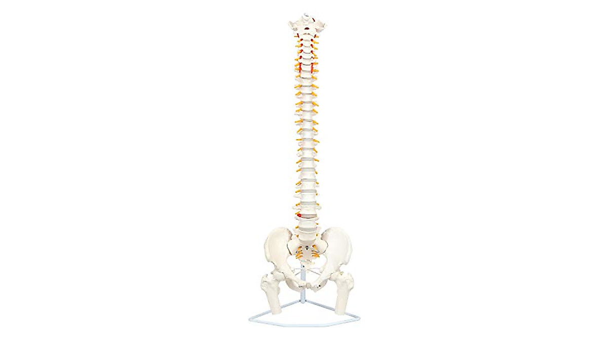 Detailed Full Size Flexible Spine Model for Medical Education and ...