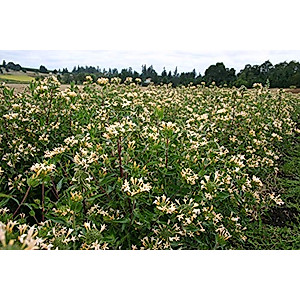 "Large Flowered Phlox" Collomia Seeds for Planting, 50+ Flower Seeds Per Packet, (Isla's Garden Seeds), Non GMO & Heirloom Seeds, Scientific Name: Collomia grandiflora, Great Home Flower Garden Gift