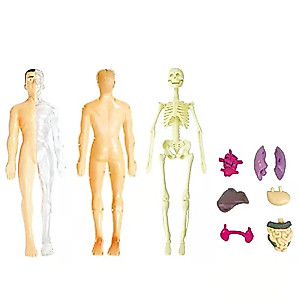 Hiawbon 3-D Human Body Model People Action Figure Human Torso Body Anatomy Interactive Scientific Kit with Removable Organs and Skeleton Model,Set A