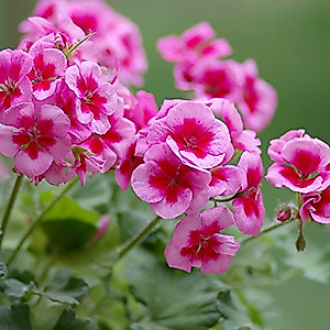 Geraniums Seeds Heat Tolerant Easy to Grow Annual Fragrant Edible Low Maintenance Bed Border Container Indoor Outdoor 200Pcs Mixed Colors Flower Seeds by YEGAOL Garden