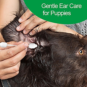 Professional Dog Ear Cleaning swabs - for All Breeds and Sizes of Dogs to take Care of Ear Cleaning to Effectively Prevent Accidental Injuries.. (L)