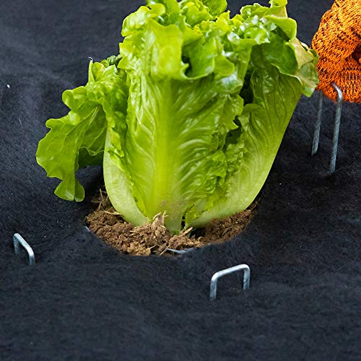 AMAGABELI GARDEN & HOME 6 Inch Garden Stakes Galvanized Landscape Staples 11 Gauge 500 Pack Sod Pins Fence Stakes for Anchoring Weed Barrier Fabric Ground Cover Landscaping Tubing Garden Staples