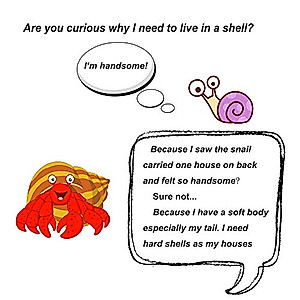 Petawi Hermit Crab Shells Large Medium XLarge Natural Growth Shells for Hermit Crab Variety Turbo Seashells Sea Conch No Painted Hermit Crab Supplies