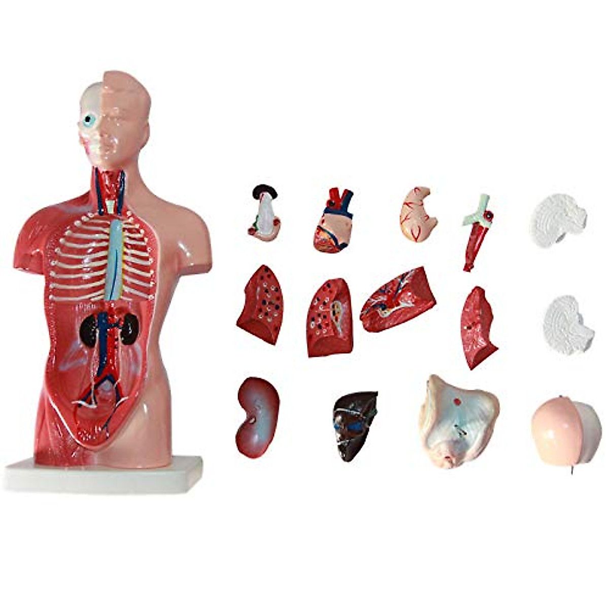 Human Torso Body Anatomy Model - 11 inch, 15 Parts Organ Structure Model for School Medical Education
