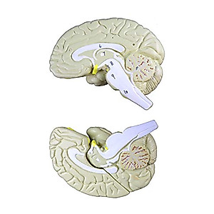 Vision Scientific VAB401-3 Life Size Human Brain Models-3 Parts | Shows Frontal, Parietal, Temporal & Occipital Lobes | Half of Brain Stem | Half of Cerebellum | Instruction Manual Included