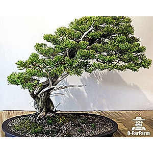 O-FarFarm Bonsai Soil Mix Ready to Use 2 Quart, Fast Draining All Purpose Potting Soil for Bonsai Tree, Ideal for Root Development, Made from Akadama, Lava Rock, Pumice and Pine Barks