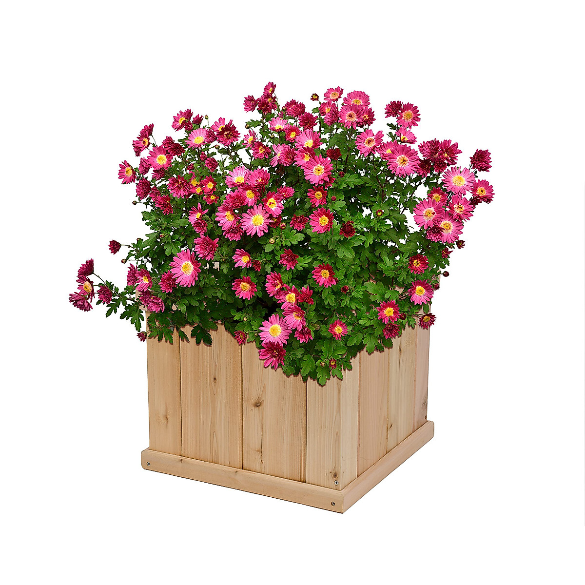 Premium Cedar Square Planter (16.5" x 16.5" x 13.5") for Growing Flowers, Plants, and Herbs; Ideal for Patio, Porch, Garden, Balcony, Deck, or Other Outdoors Locations; 100% Natural Cedar Wood