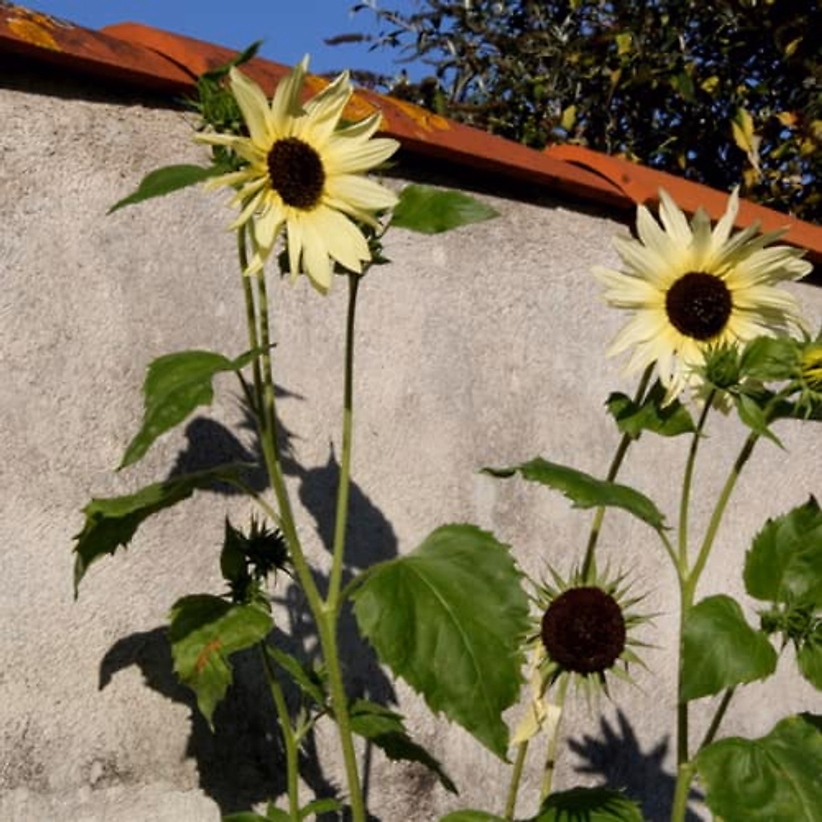 CHUXAY GARDEN 50 Seeds Helianthus annuus 'Valentine',Common Sunflower,Vanilla Ice Sunflower Yellow Black Lovely Flowers Grows in Garden and pots Decorative Garden