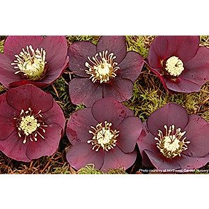 Perennial Farm Marketplace Helleborus x W.J. 'Ruby Wine' (Lenten Rose) Perennial, 1 Quart, Burgundy Flowers