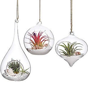 Mkono 3 Pack Glass Hanging Planter Air Fern Holder Terrarium Plants Hanger Vase Home Decoration Gift Idea for Succulent Moss Tillandsias Air Plants, Olive, Globe and Teardrop (Plant Not Included)