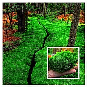 100Pcs/Pack Moss Seeds Home DIY Bonsai Decoration Grass Seeds Potted Plants Seeds