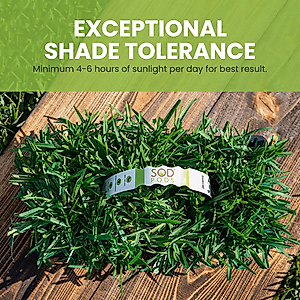 Cannot Ship to California/AZ SodPods® St Augustine Floratam Grass Plugs (32-Count) Natural, Affordable Lawn Improvement