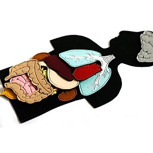 Felt Anatomy set Internal human organs, 30x20cm, body+10 organs