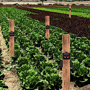 Careland Chicken Coop Animal Repellent Solar Powered Nocturnal Animals Deterrent Predator Light Scare Deer Coyote Weasel Wolf Away for Garden Orchards Livestock (2 Pack)