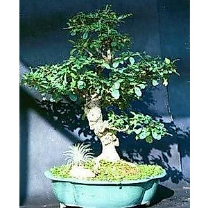 Fukien Tea Bonsai Tree - Carmona microphylla - 6" Pot - Indoor Houseplant