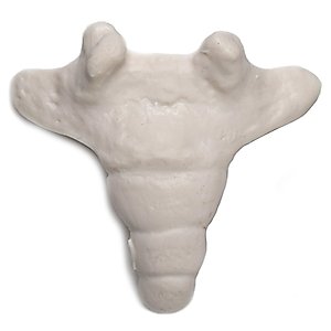 Coccyx Bone Model - Anatomically Accurate Human Tailbone Replica - hBARSCI