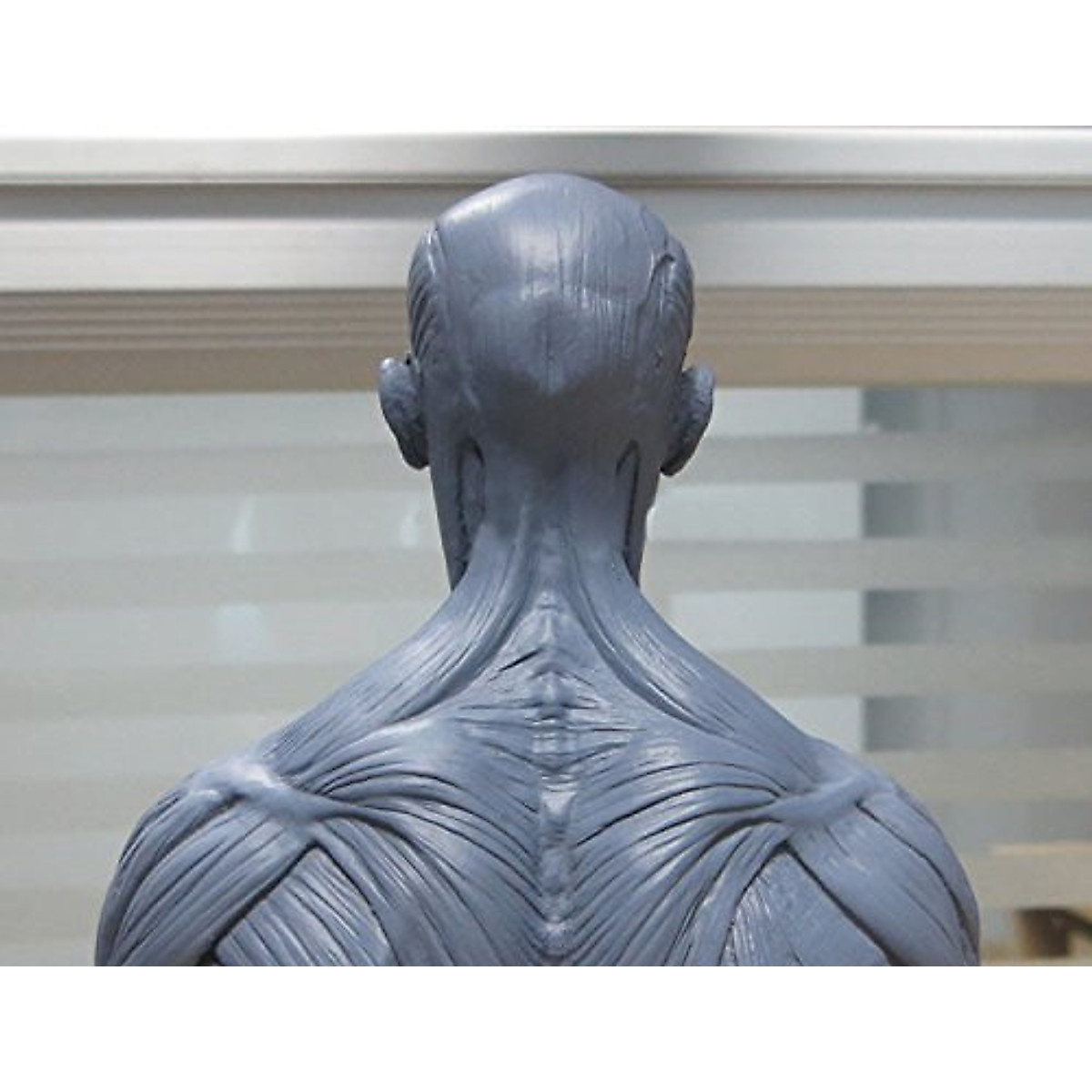 NSKI 1:6 30cm Resin Human Skeleton Anatomical Model Anatomy Skull Sculpture Head Body Muscle