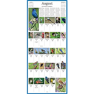 Audubon Songbirds and Other Backyard Birds Picture-A-Day Wall Calendar 2023: A Beautiful Bird Filled Way to Keep Track of 2023