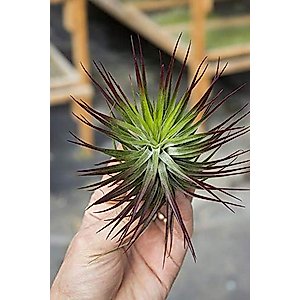 Garden in the City Air Plant Tillandsia Stricta Compact Enhanced (Grown and Shipped from California)