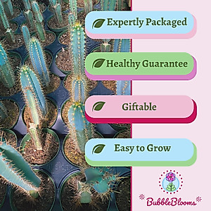 BubbleBlooms Blue Columnar Cactus, Pilosocereus pachycladus Cacti, Column Blue Torch, in a 4 inch Pot