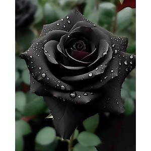 Rare Black Rose Seeds for Planting, Heirloom, No-GMO 200+ Beautiful Flower Seeds Home Garden Bonsai