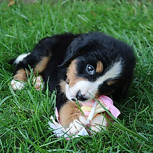 SmartPetLove Original Starter Kit for Anxiety Relief and Calming Aid, Biscuit Coloured Puppy Included and Pink Toy