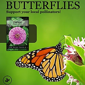 Sow Right Seeds Purple Prince Zinnia Seeds - Full Instructions for Planting, Beautiful to Plant in Your Flower Garden; Non-GMO Heirloom Seeds; Wonderful Gardening Gifts (1)