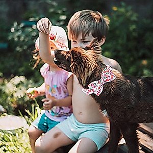 Lionheart glory Dog Collar with Bow Tie Pink Peach Dog Collar Girl Soft Durable Adjustable Puppy Gift Collar Bows Spring Collar Dog Bow