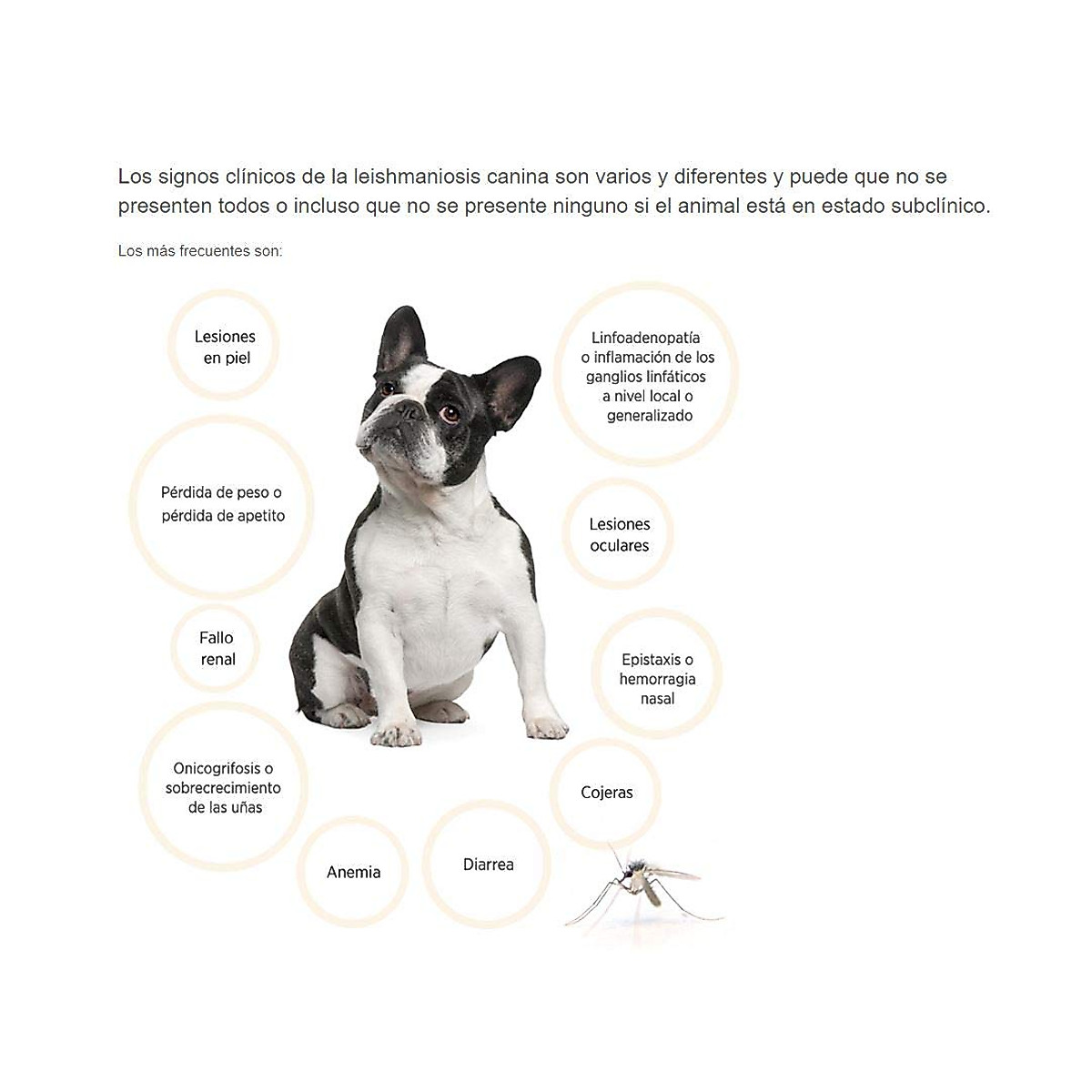 Antiparasitaire Collier Scalibor 48 cm