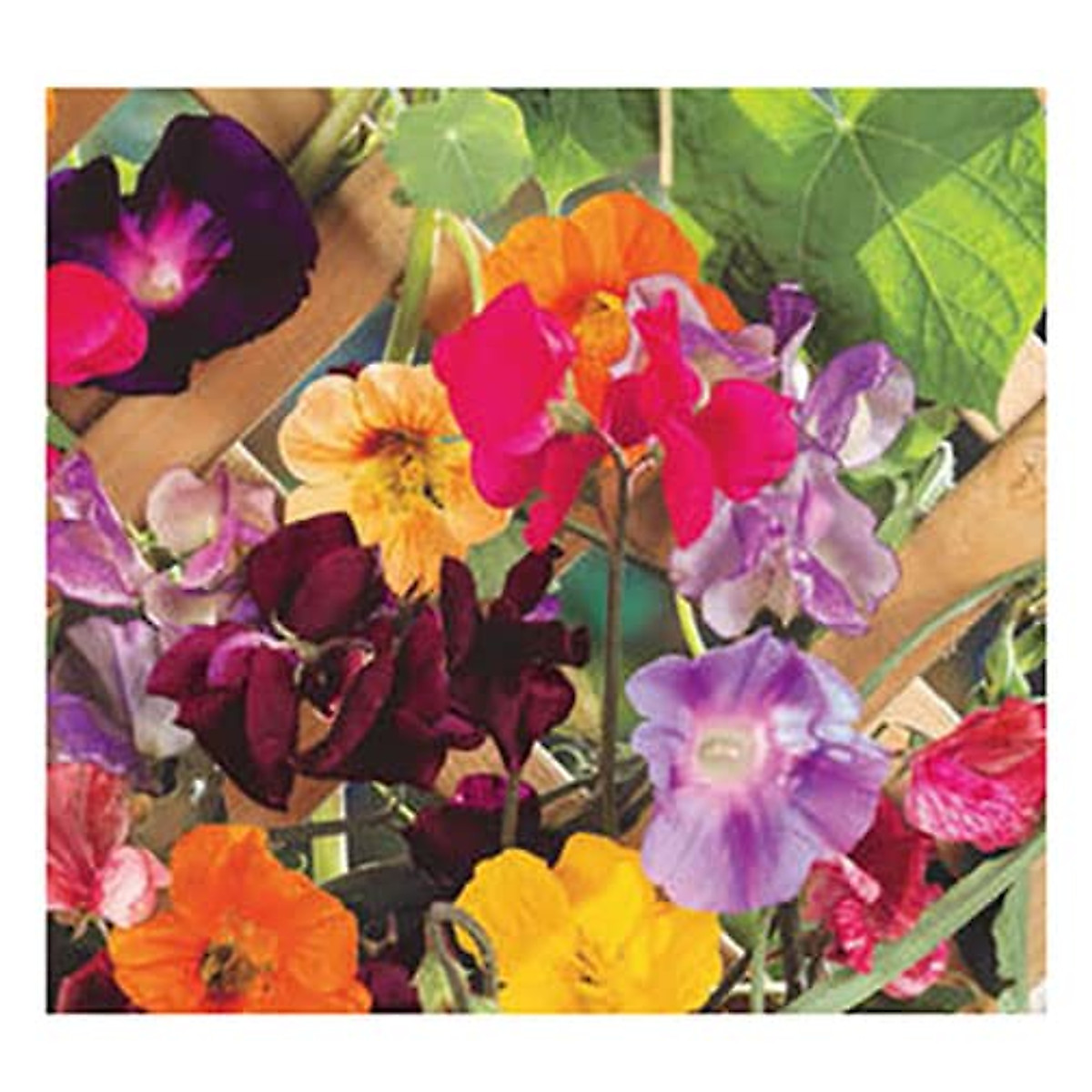 Colorful Mixed Climbing Vine Seeds - Morning Glory, Nasturtium, Black Eyed Susan Vine and Sweet Pea