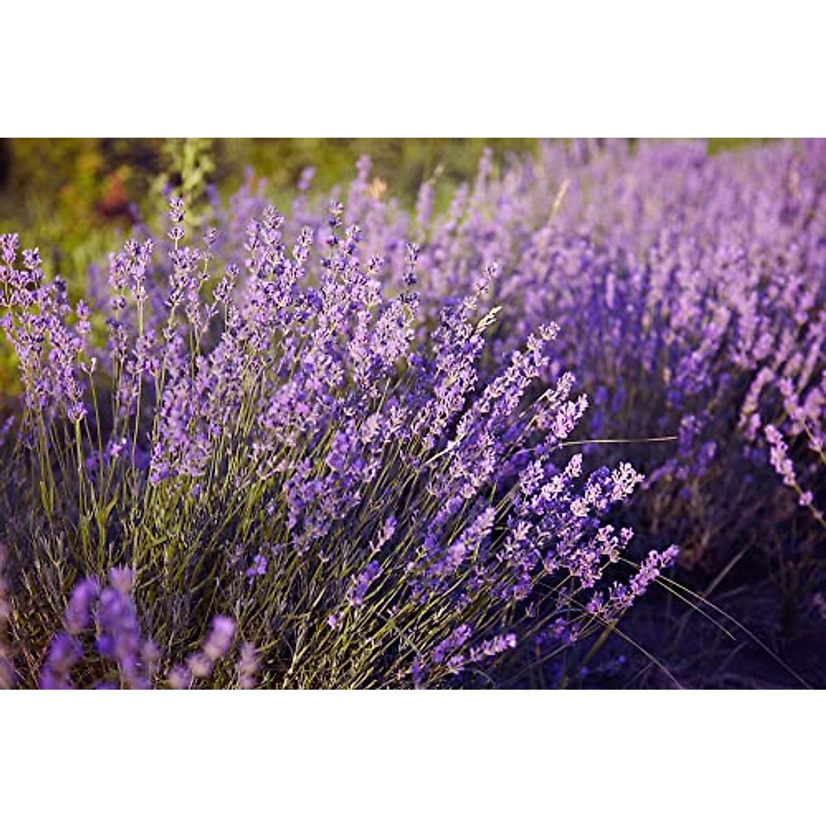 English "Vera" Lavender Seeds for Planting, 1000+ Seeds Per Packet, (Isla's Garden Seeds), Non GMO & Heirloom Seeds, Botanical Name: Lavandula angustifolia, Great Herb Garden Gift
