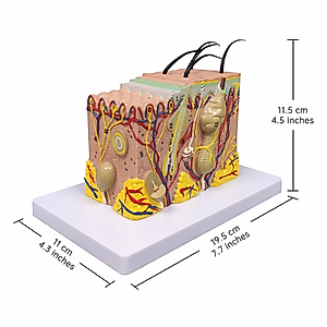 Ultrassist Skin Anatomy Model with A Study Guide, 35 Times Enlarged Anatomical Skin Model, Teaching Tool for Science Study or Patient Education