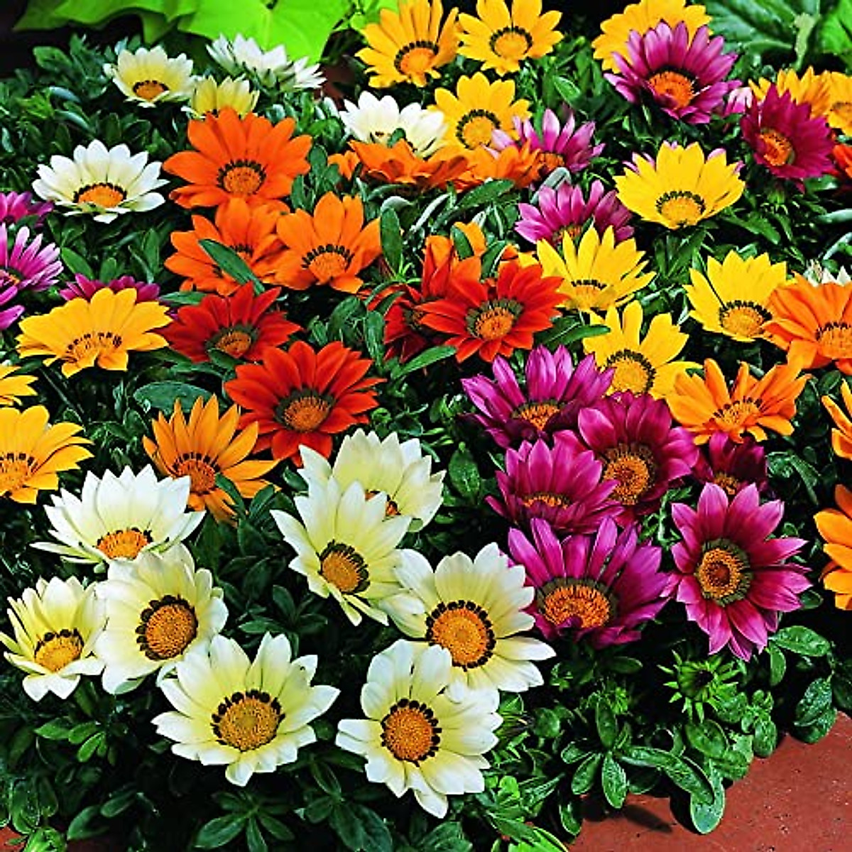 KIRA SEEDS - Treasure Flower Mix- Gazania - Annual Flowers for Planting - GMO Free