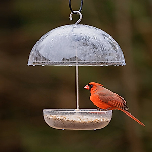 Bluebird Feeder - Jacobi Jayne® Pearl Feeder Dome Bird Feeder for Small Birds - Bluebird Feeder for Mealworms - Platform Bird Feeder Dome Cover - Covered Mealworm Feeder attracts Blue Birds