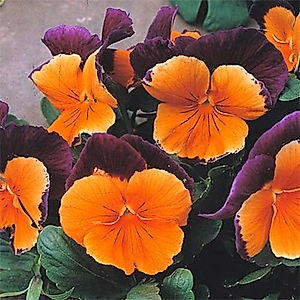 Outsidepride Pansy Jolly Joker Indoor House Plant Or Outdoor Garden Flower for Beds, Borders Pots, & Containers - 100 Seeds