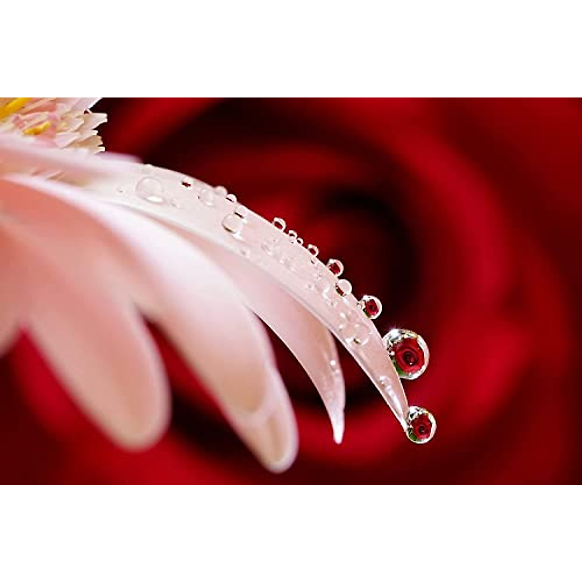 Sony Alpha a7II Mirrorless Digital Camera (Body Only) - International Version (No Warranty)