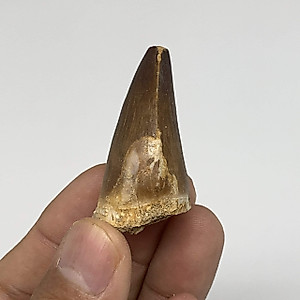 20.8g, 1.7"x1"x0.8" Fossil Mosasaur Tooth Reptiles, Cretaceous from Morocco,B12802