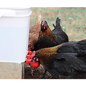 Chicken Water Cup Waterer Kit for Poultry - Pack of 6 + One Extra for Free (Total of 7)