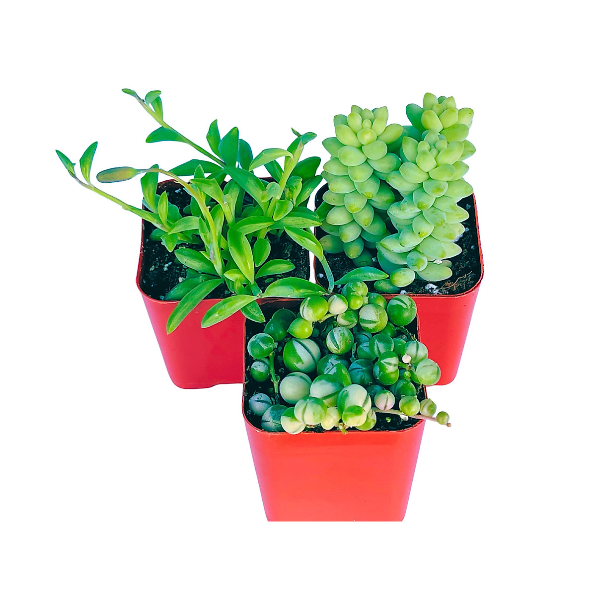 Succulents Plants Live (3-Pack) 2" Hanging Plants Starter Pack, Live Succulent Plants Fully Rooted in Planter Pots with Succulent Soil Mix by The Succulent Cult (3 Pack)