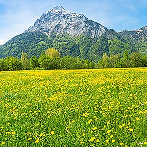 Outsidepride Taraxacum Officinale Dandelion Culinary Garden Herb Plant with Dark Green Leaves - 5000 Seeds