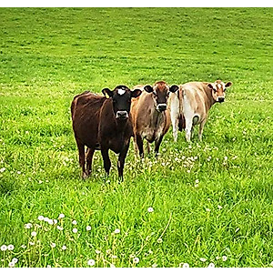 Maple Hill Creamery Organic Cream on Top Yogurt - USDA Organic Whole Milk Yogurt – Unsweetened No Sugar Added– 100% Certified Grass-Fed Yogurt, Plain, 32 oz