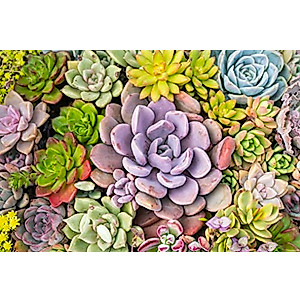 Altman Plants, Live Succulents Plants Live Houseplants (5PK), Succulent Plants Live Indoor Plants, Live Plants Indoor Live House Plants, Succulent Plant Kit, Live Cactus Plants Live in Succulent Soil