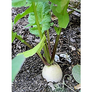 White Icicle Radish Seeds for Planting, 200+ Heirloom Seeds Per Packet, (Isla's Garden Seeds), Non GMO Seeds, Botanical Name: Raphanus sativus, Great Home Garden Gift