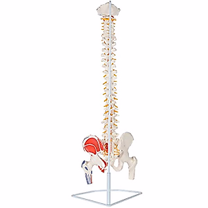 Axis Scientific Painted Flexible Spine Model, 36" Life Size Spinal Cord Anatomy Model Demonstrates Muscle Origins,Insertion Points,Vertebrae, Nerves, Arteries, Lumbar Column, Includes Stand