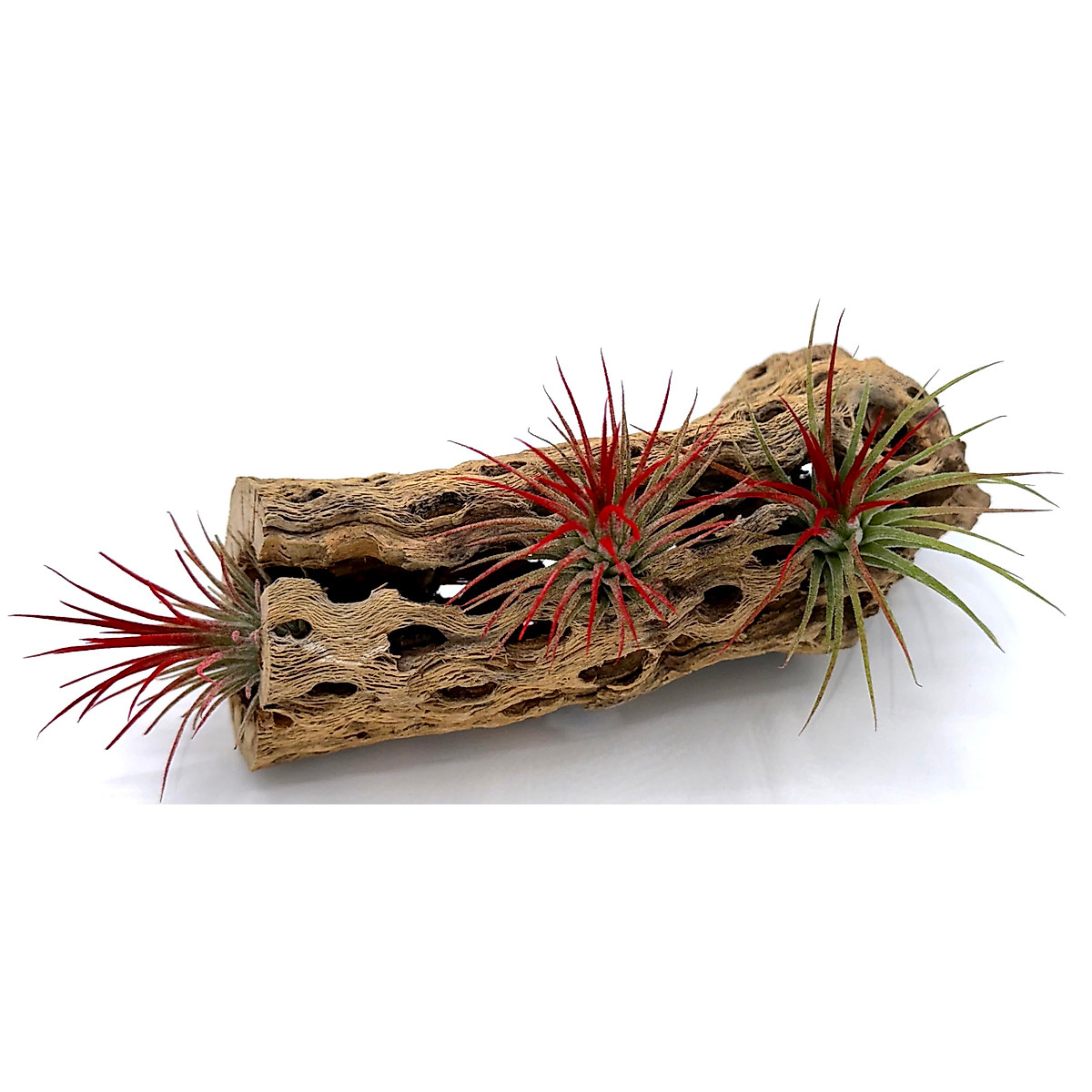Live Tillandsia Ionantha Fuego 2" - 3" Air Plant Fast Growing, Easy Care, Low Maintenance, Indoor or Outdoor by Awesome Industries (1 Pack Fuego XL)