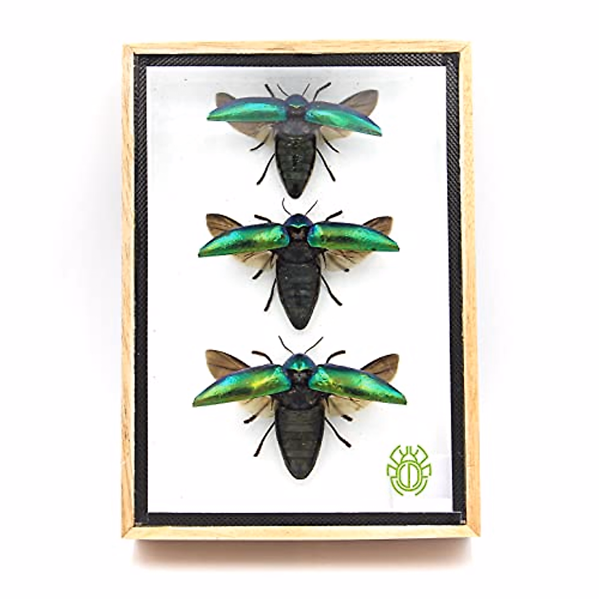 TAXIBUGS Jewel Beetle Mounts Insect Animals Taxidermy in Framed (3 Sternocera Aeguisignata)