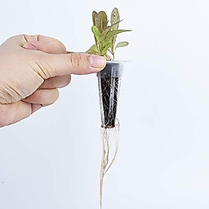 moistenland Replacement Grow Sponges(50 Pack) for Aerogardens, Compatible with AeroGarden Seed Pods,Seed Starter Sponge Pods for Hydroponic Indoor Garden System